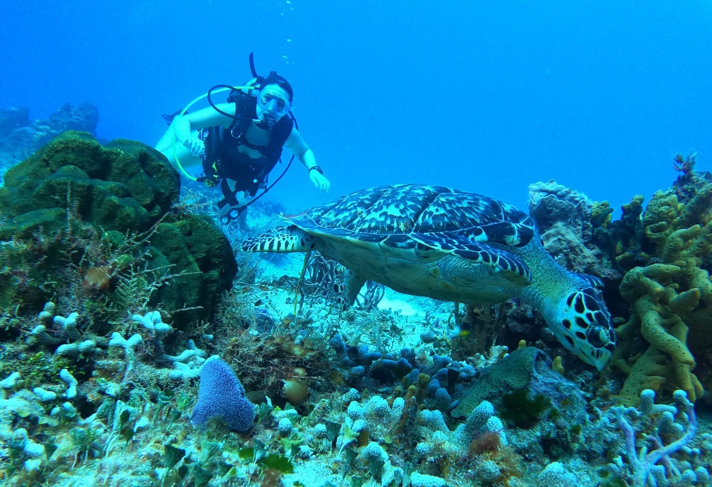 Dive into the Depths: Unveiling the Wonders of Scuba Diving in Cozumel ...